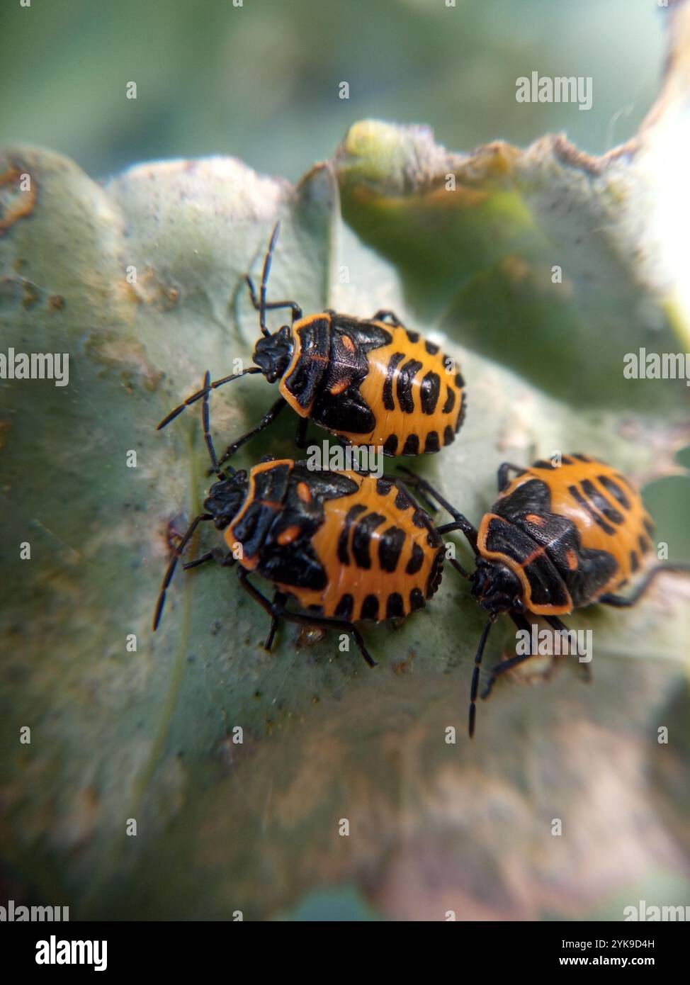 cruciferous bug (Eurydema ventralis Stock Photo - Alamy