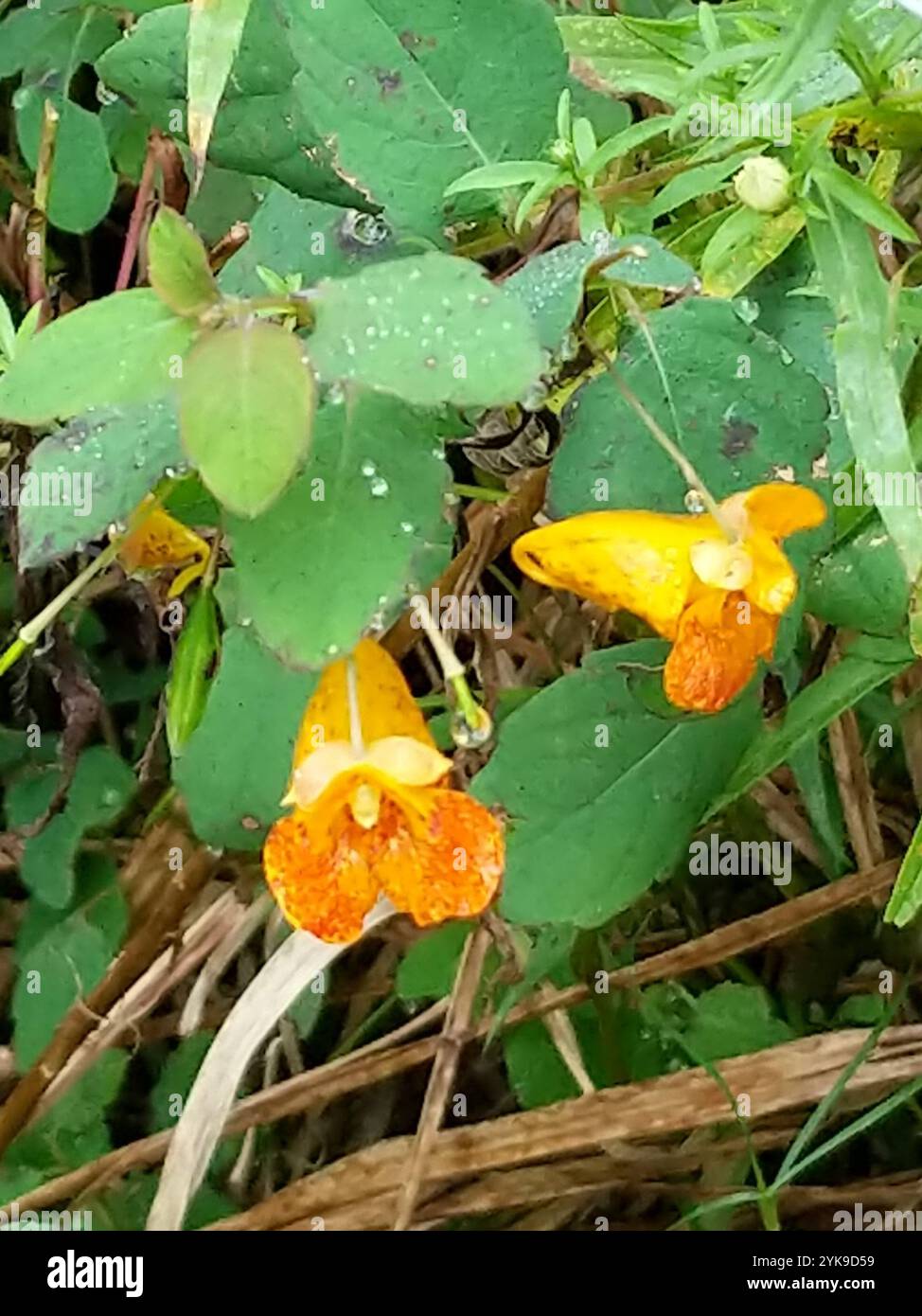 common jewelweed (Impatiens capensis Stock Photo - Alamy