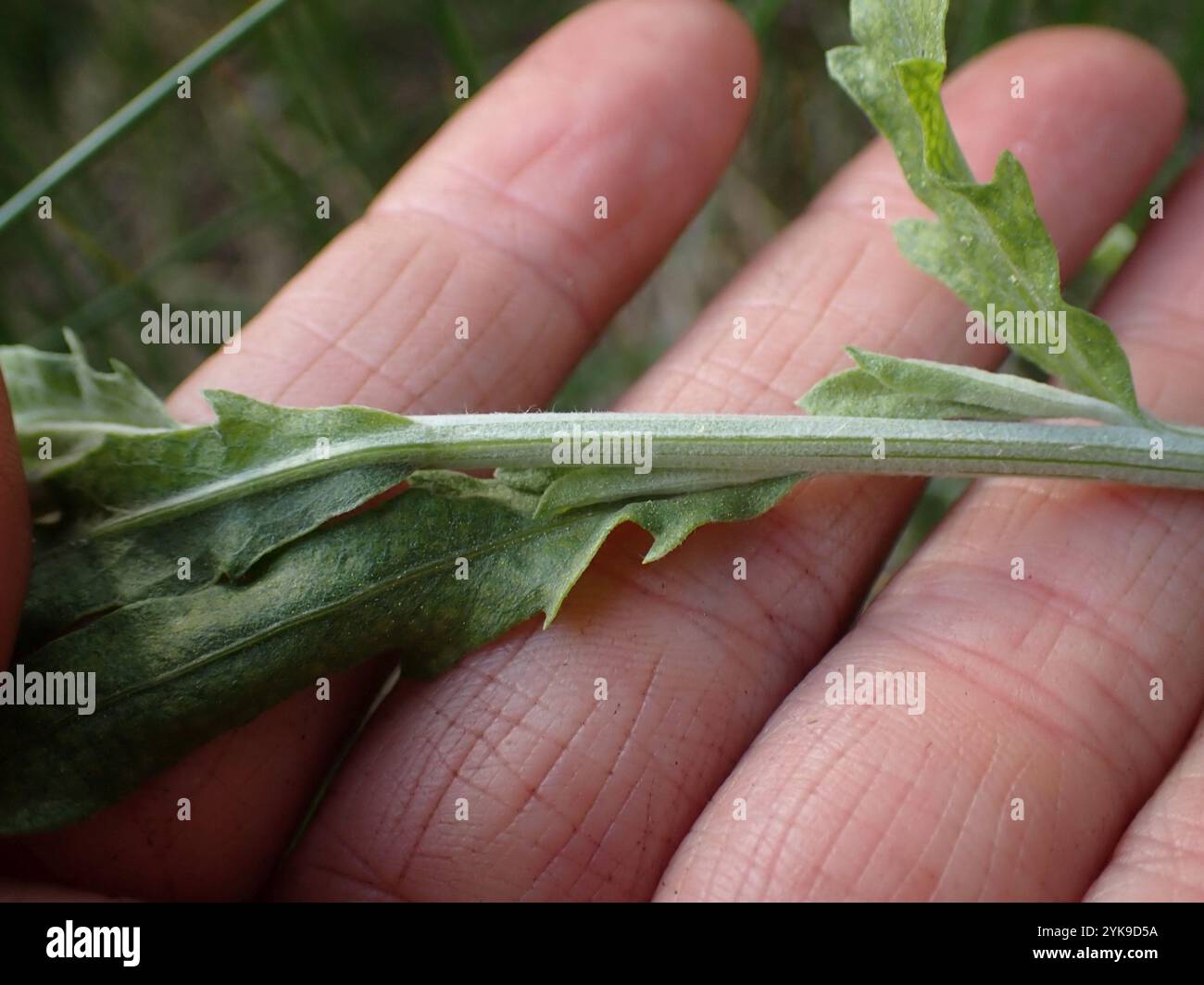Russian knapweed (Rhaponticum repens Stock Photo - Alamy