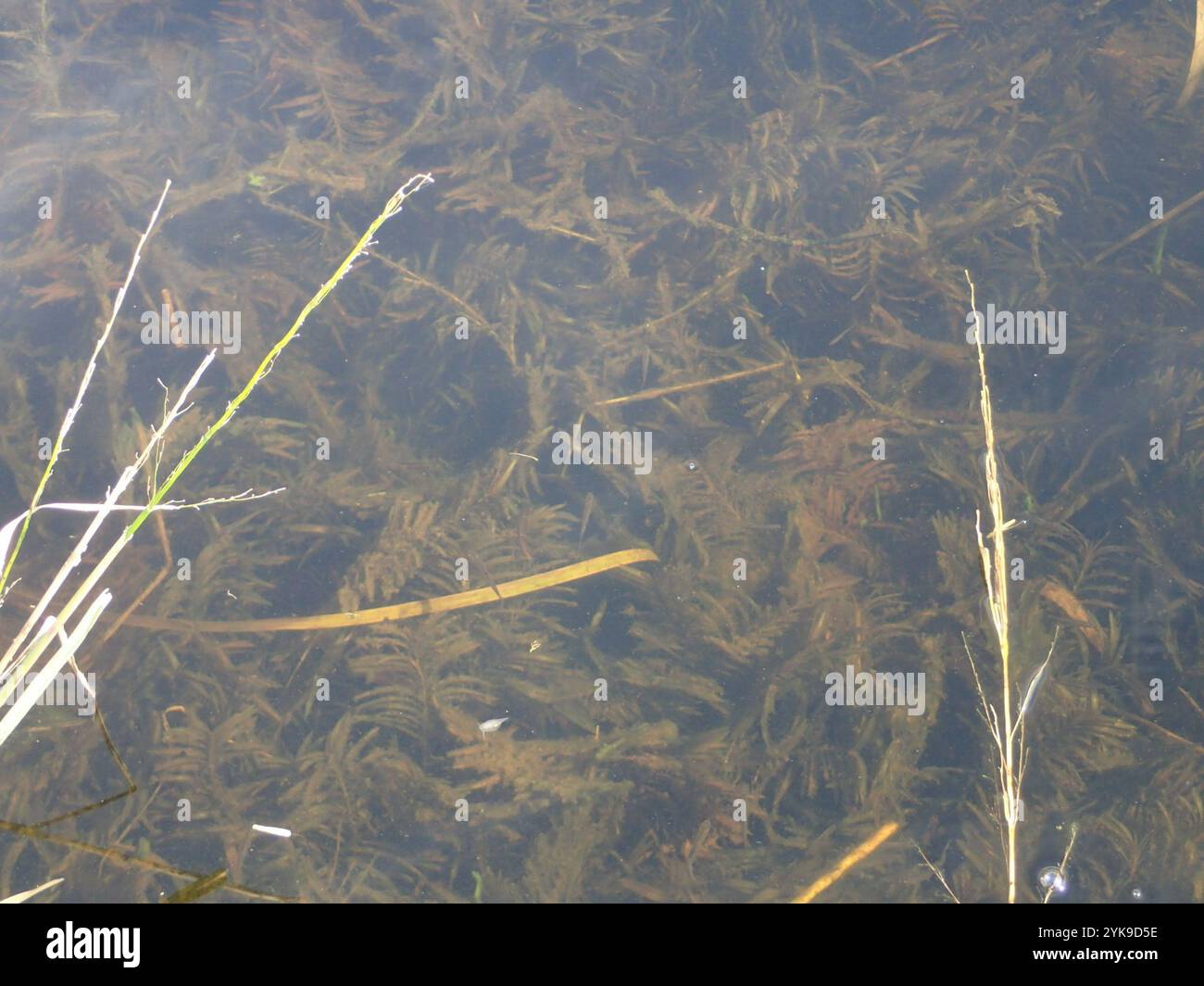 robbins' pondweed (Potamogeton robbinsii Stock Photo - Alamy