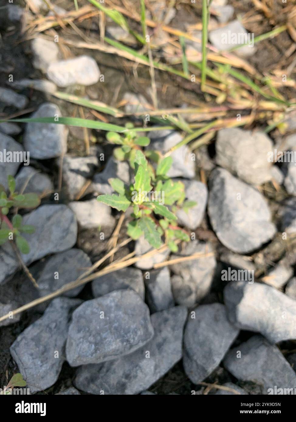 oak-leaved goosefoot (Oxybasis glauca Stock Photo - Alamy