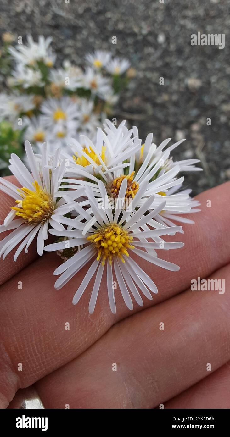 panicled aster (Symphyotrichum lanceolatum Stock Photo - Alamy