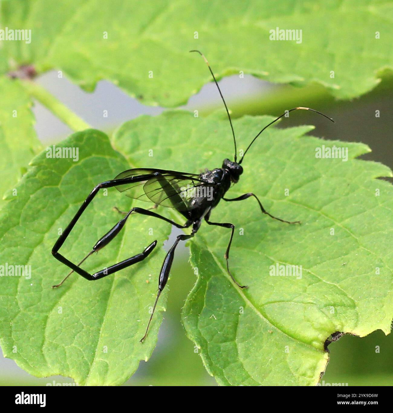American Pelecinid Wasp (Pelecinus polyturator Stock Photo - Alamy