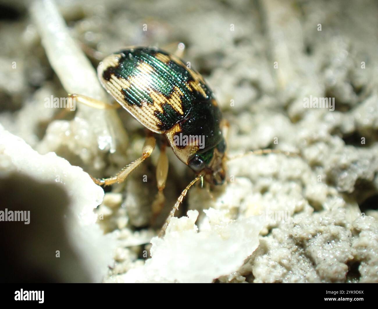 Sand beetles hi-res stock photography and images - Alamy