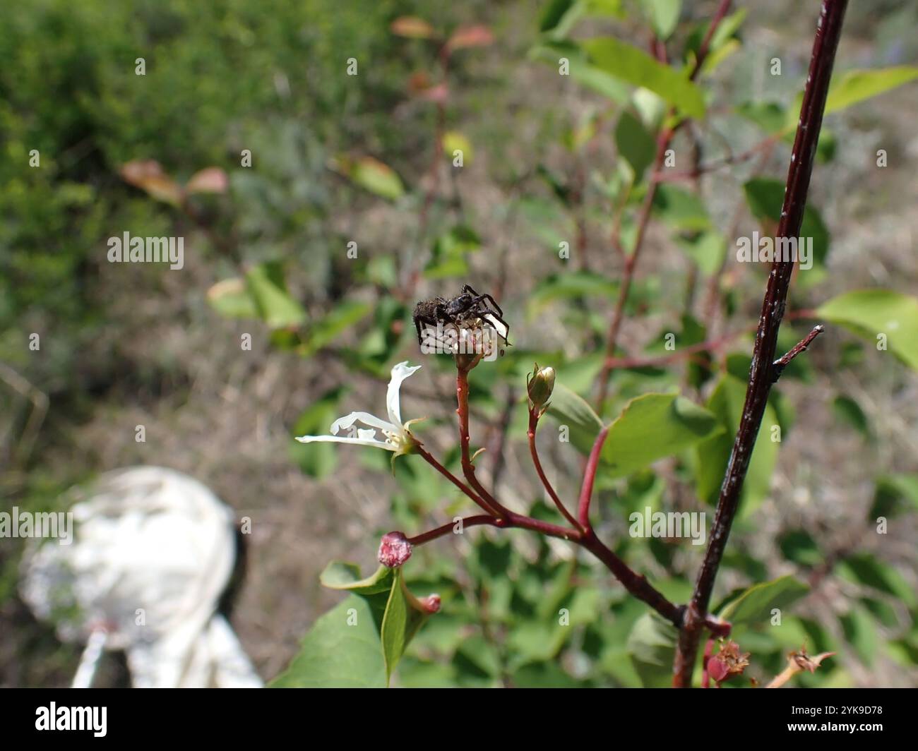 Wolf Spiders and Allies (Lycosoidea Stock Photo - Alamy