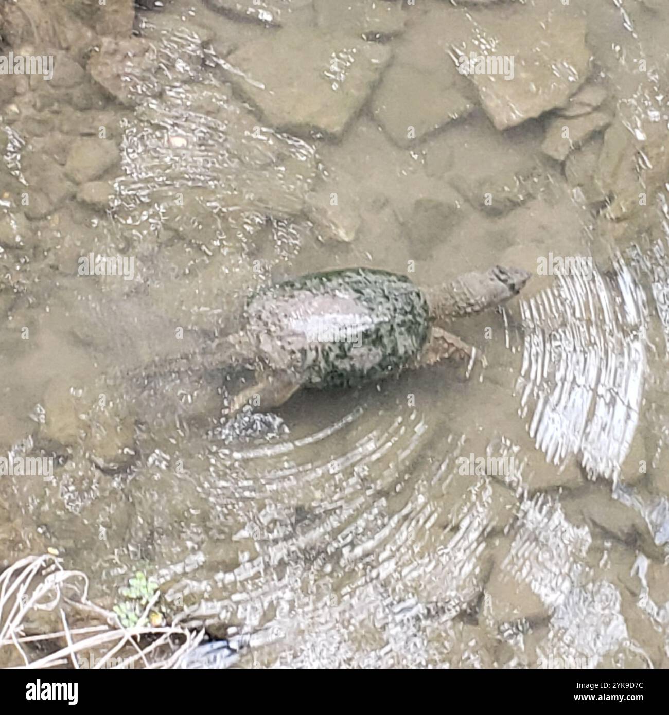 Common Snapping Turtle (Chelydra serpentina Stock Photo - Alamy