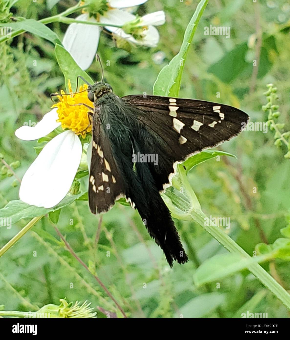 Long-tailed Skipper (Urbanus proteus Stock Photo - Alamy