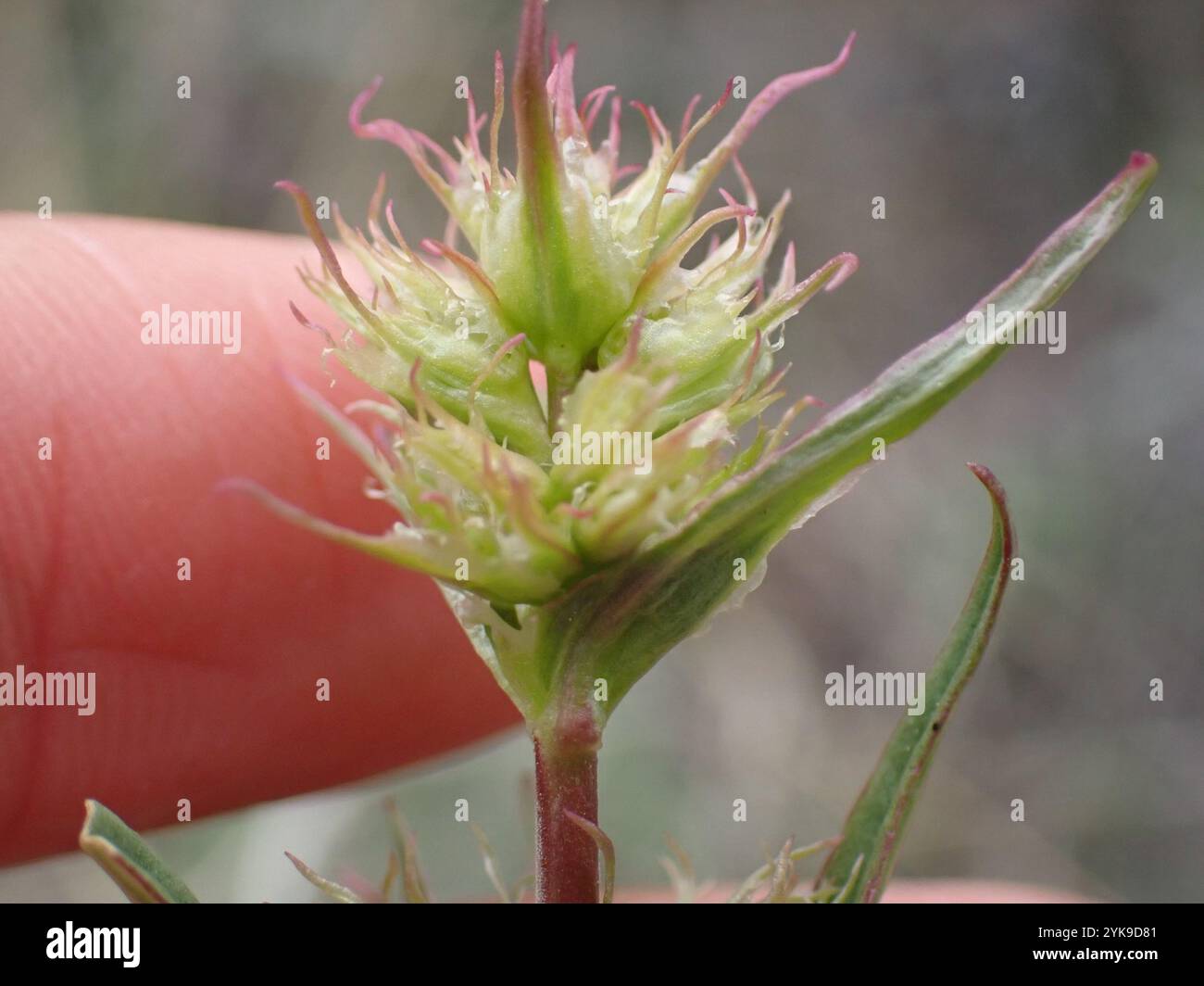 Penstemon confertus hi-res stock photography and images - Alamy