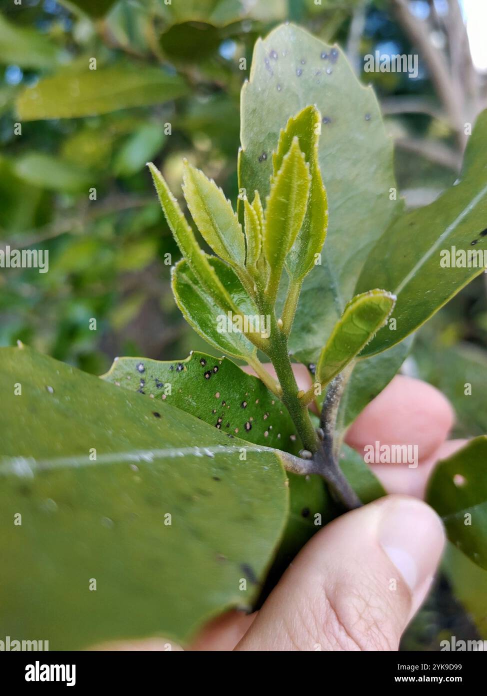 Pigeonwood (Hedycarya arborea Stock Photo - Alamy