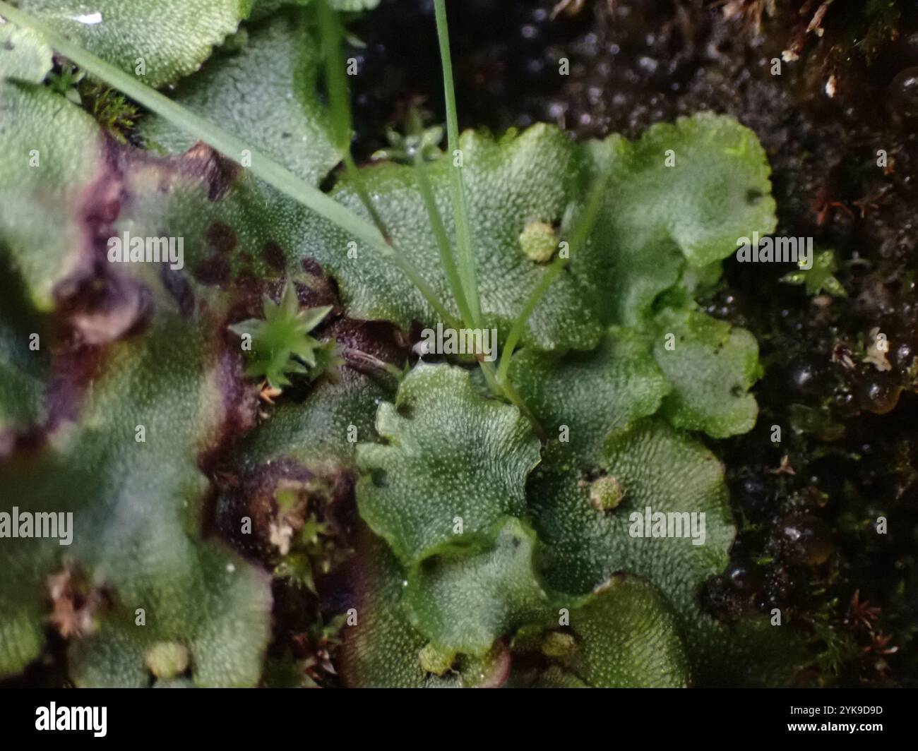 Narrow Mushroom-headed Liverwort (Marchantia quadrata Stock Photo - Alamy