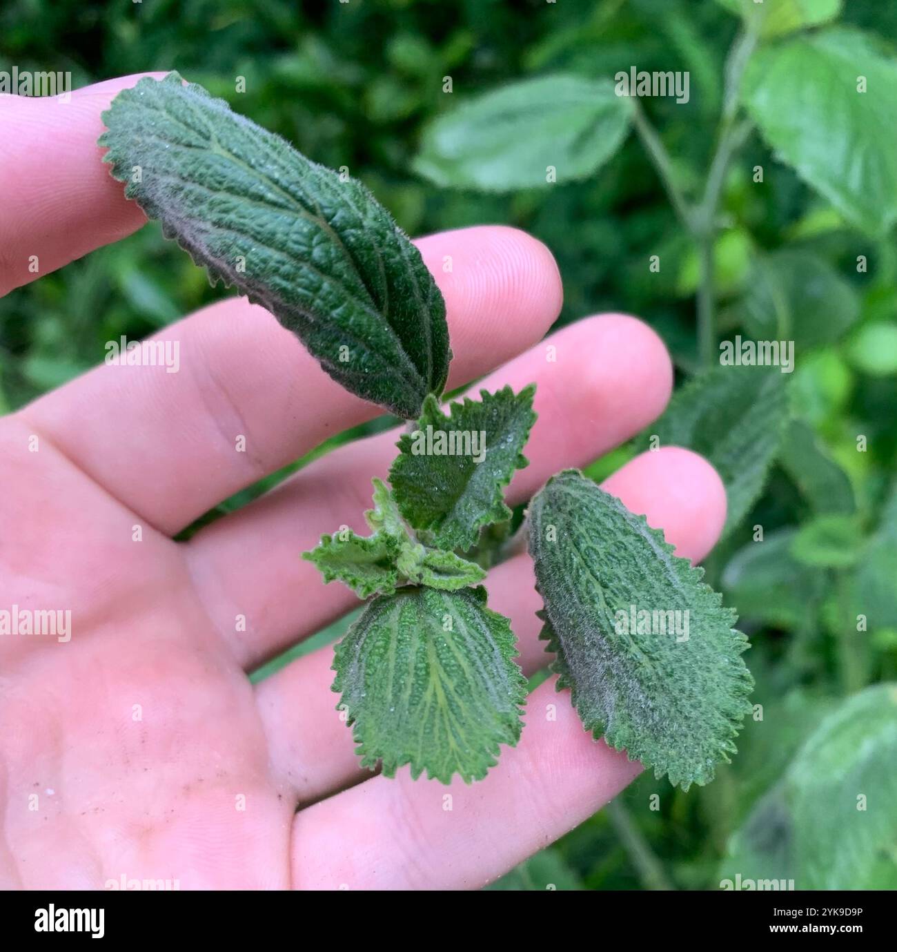 flannel weed (Sida cordifolia Stock Photo - Alamy