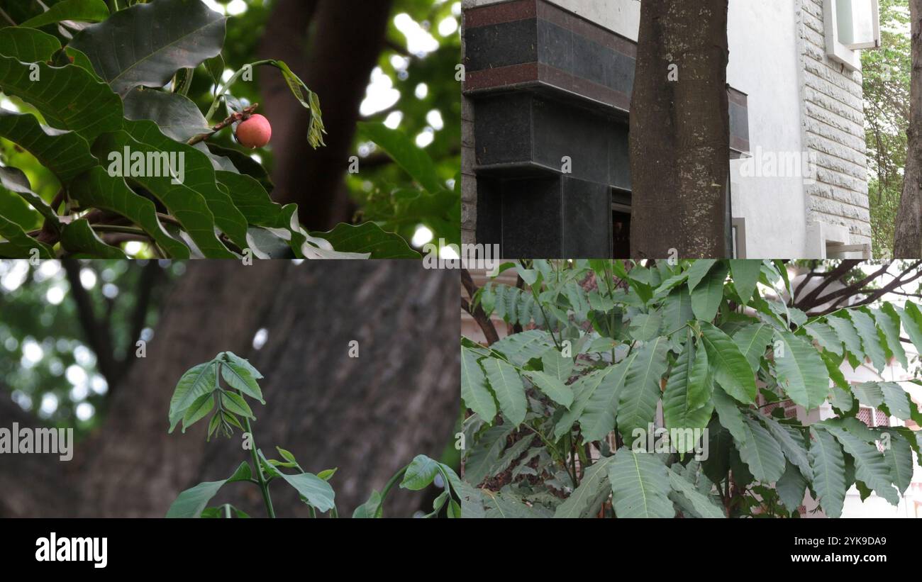 Pithraj tree hi-res stock photography and images - Alamy