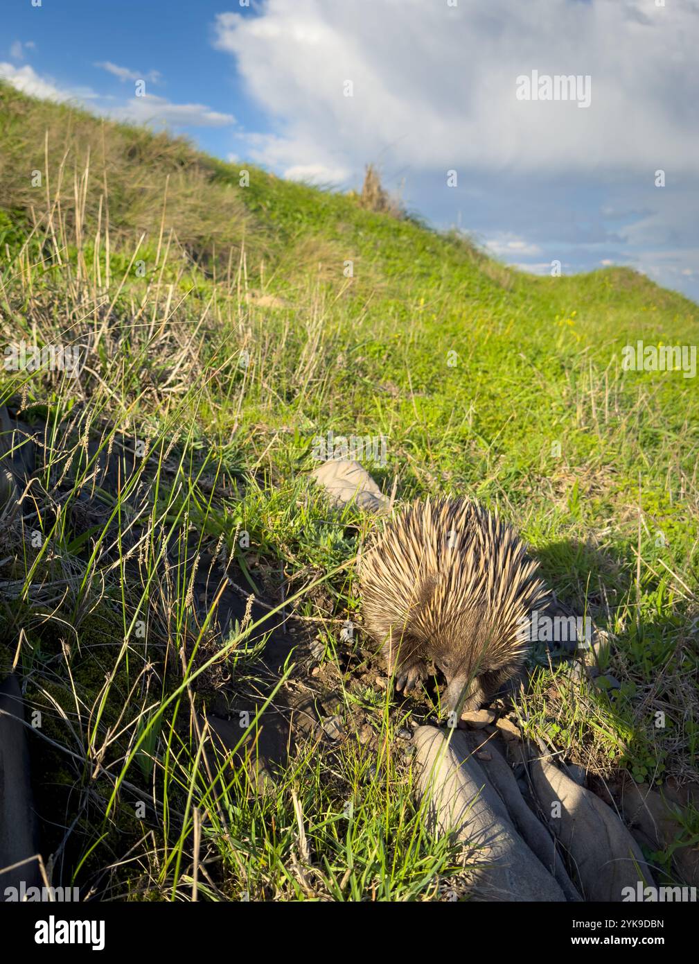 Spiny anteater or echidna hi-res stock photography and images - Alamy
