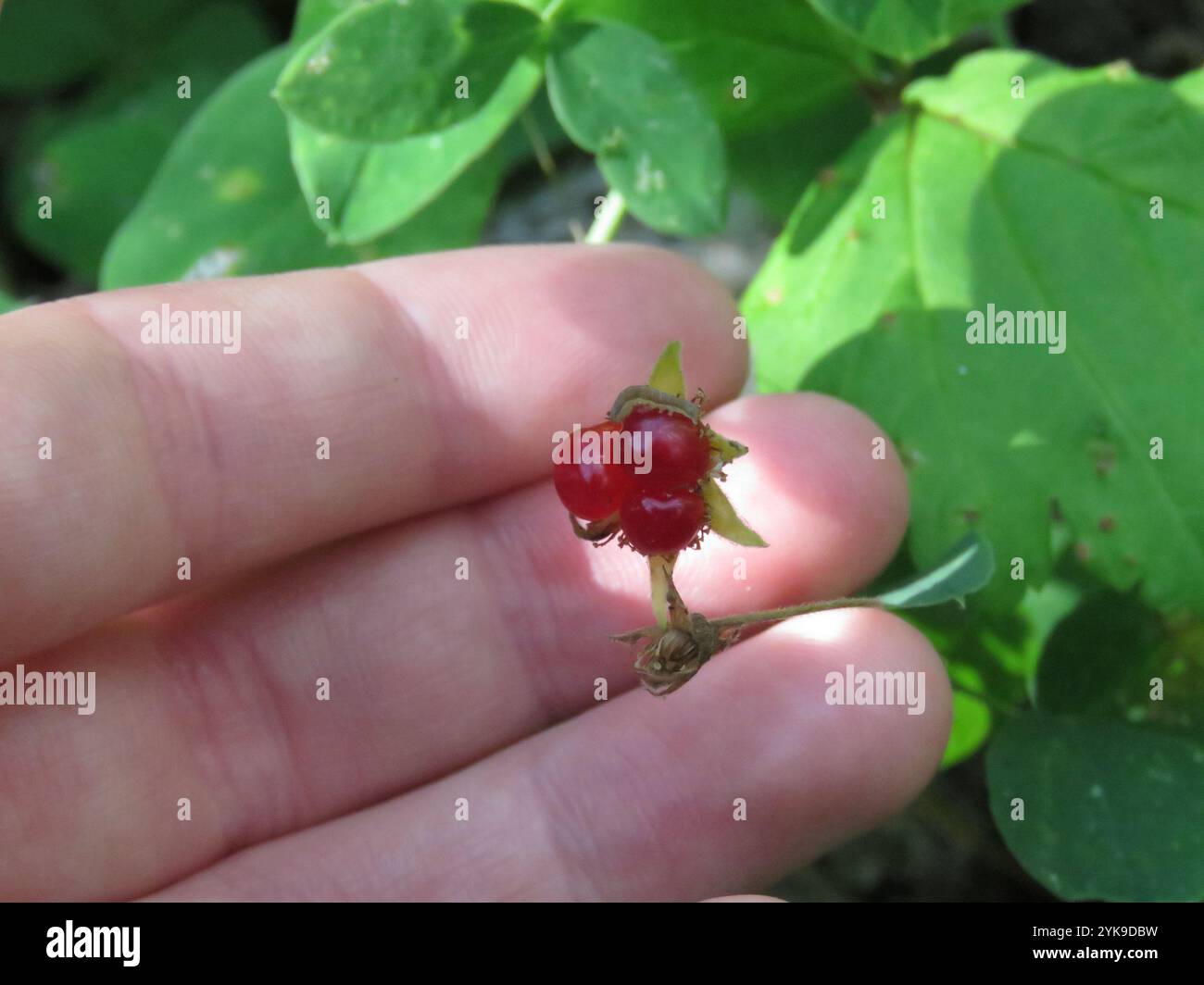 dwarf raspberry (Rubus pubescens Stock Photo - Alamy