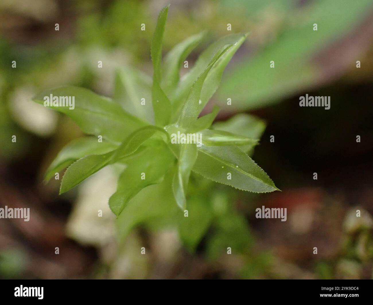 Thyme and Allied Mosses (Plagiomnium Stock Photo - Alamy