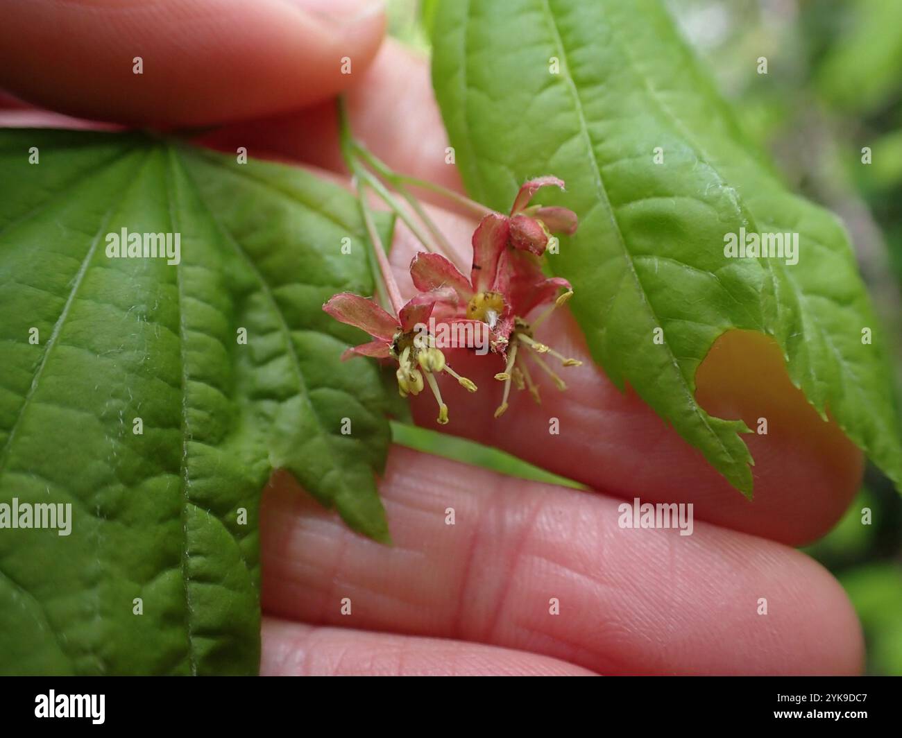 Vine Maple (Acer circinatum Stock Photo - Alamy