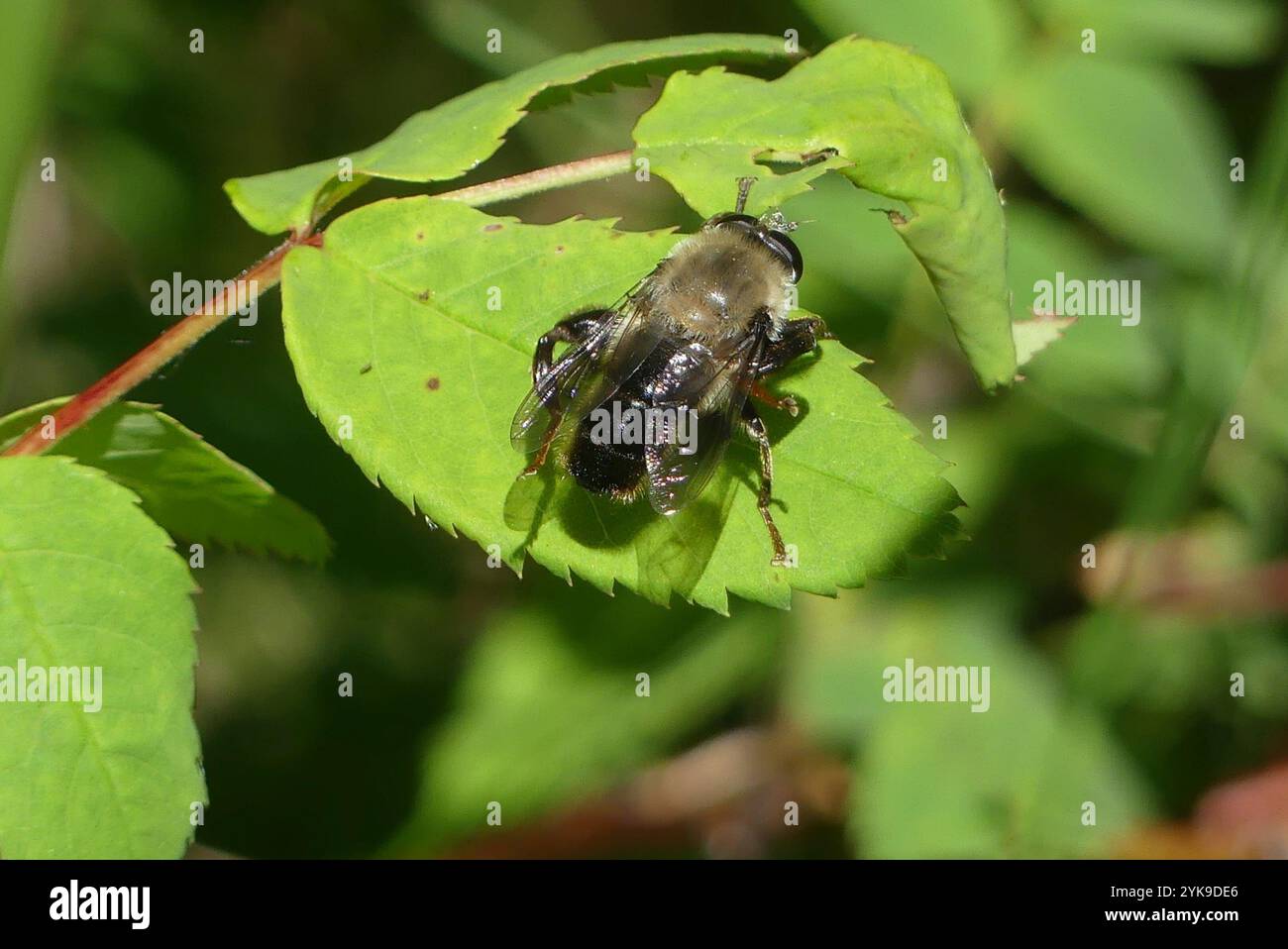 Brown-haltered Bee-mimic Fly (Mallota sackeni Stock Photo - Alamy