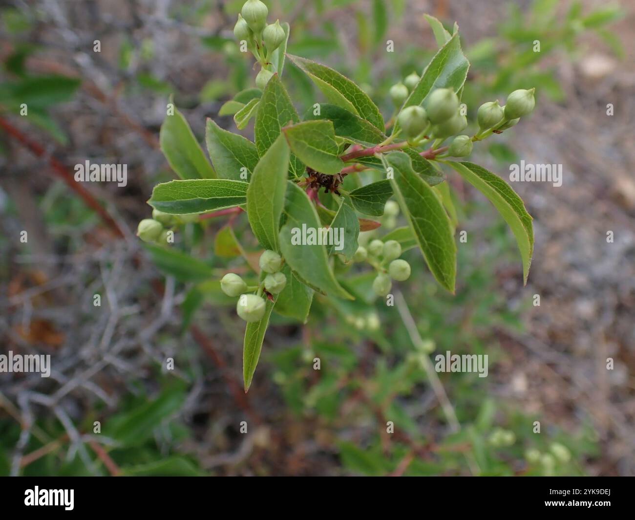 Lewis' mock orange (Philadelphus lewisii Stock Photo - Alamy