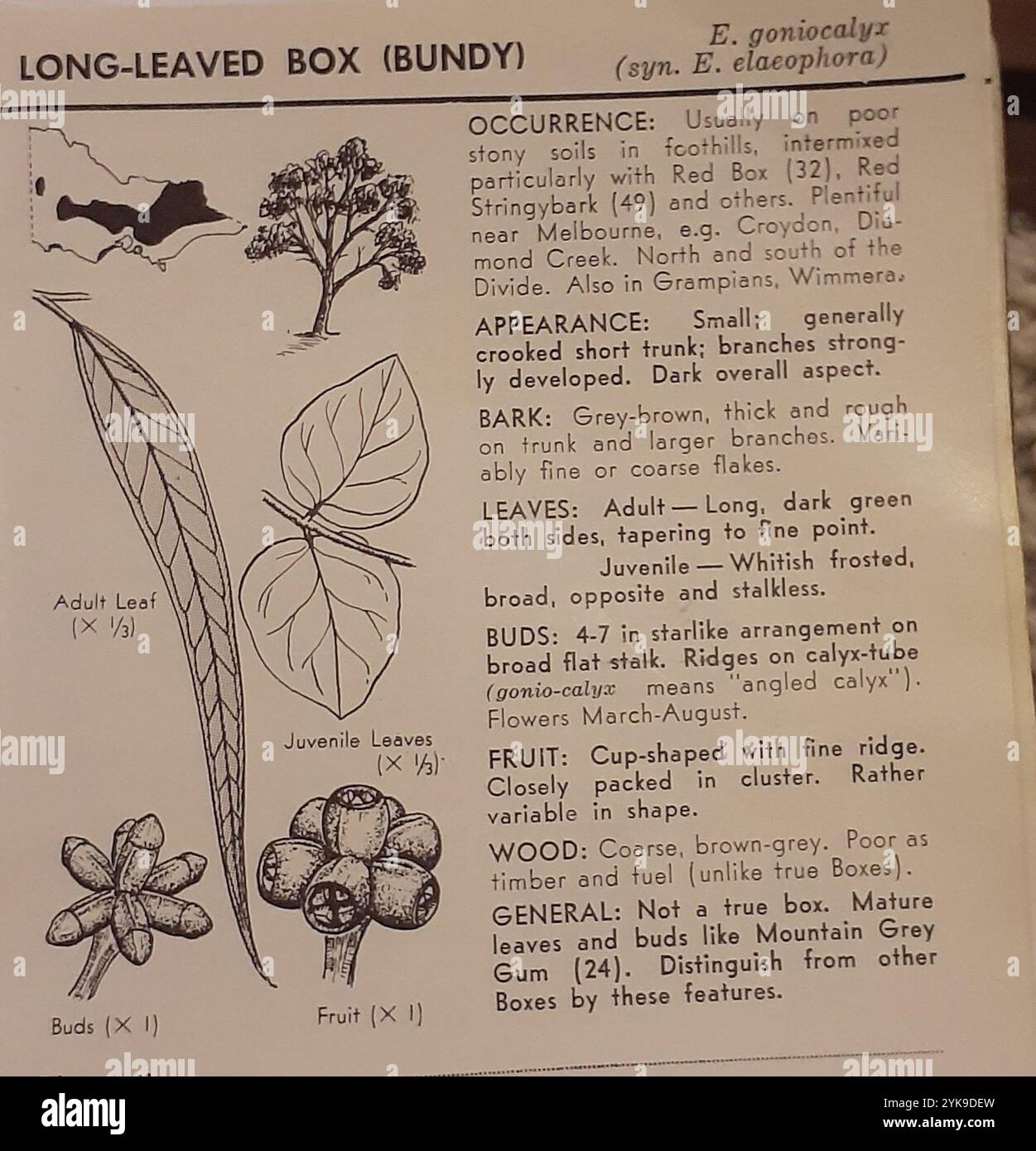 Long-leaved Box (Eucalyptus goniocalyx Stock Photo - Alamy