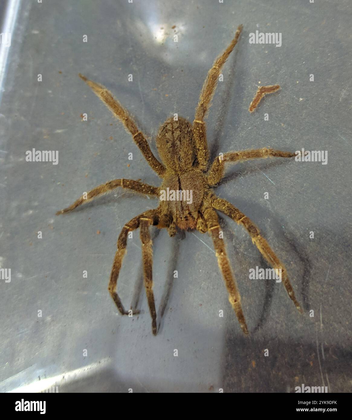 Brazilian Wandering Spiders (Phoneutria Stock Photo - Alamy