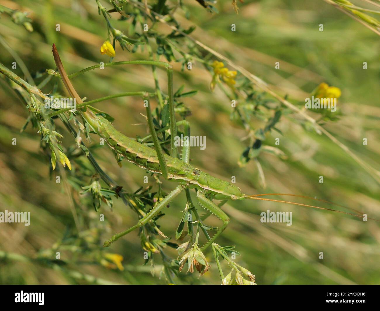 Predatory Bush-cricket (Saga pedo Stock Photo - Alamy