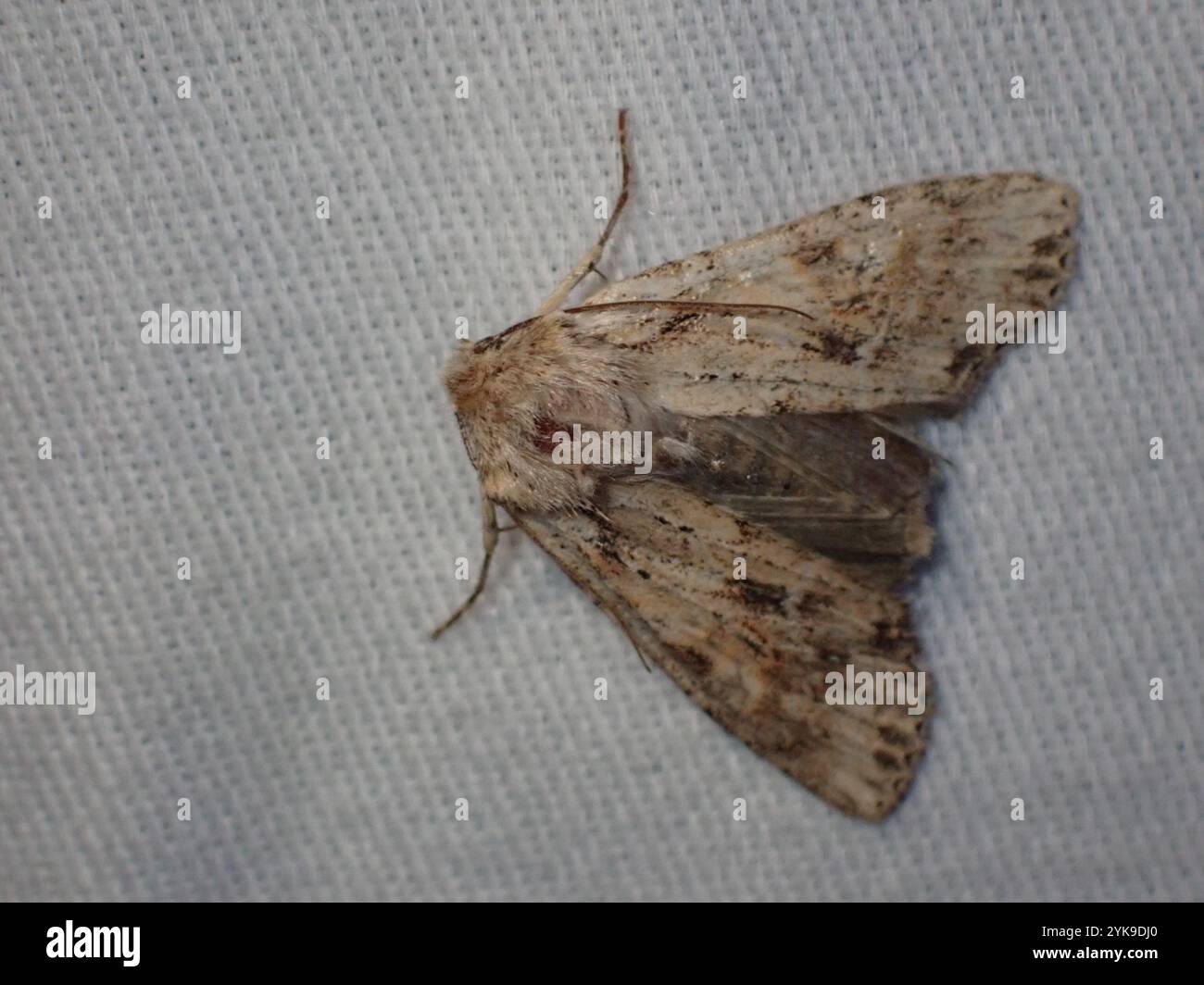 Nameless Pinion (Lithophane innominata Stock Photo - Alamy