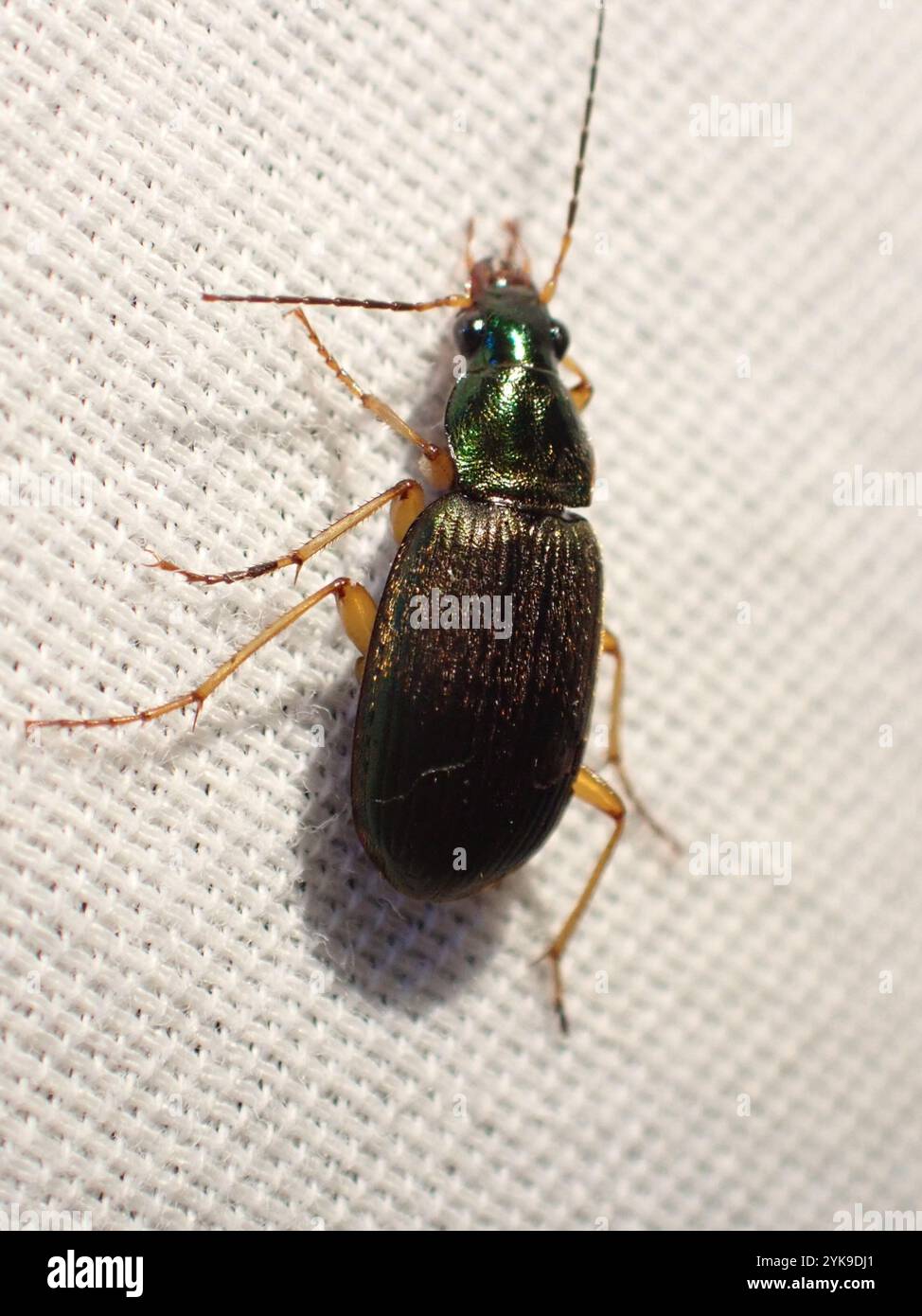 Vivid Metallic Ground Beetles (Chlaenius Stock Photo - Alamy