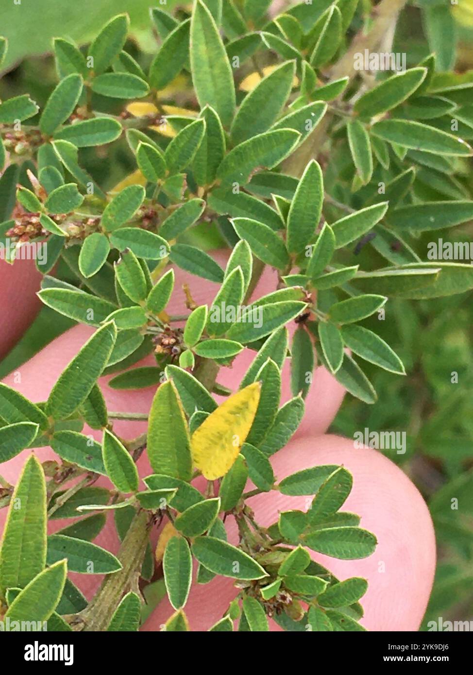 slender bush clover (Lespedeza virginica Stock Photo - Alamy