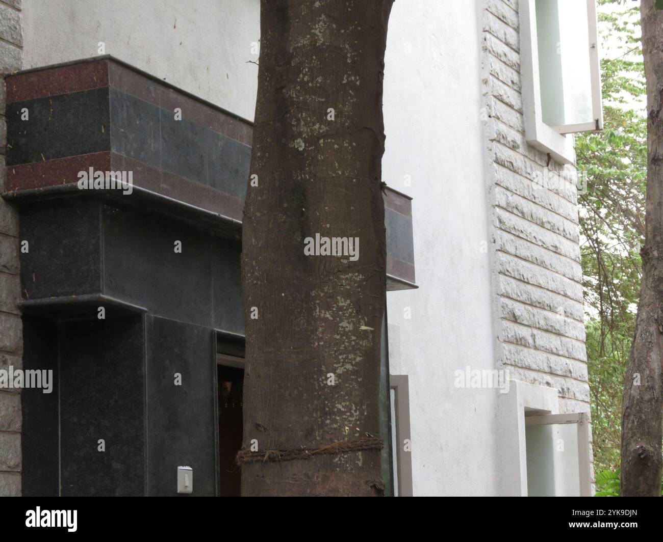 pithraj tree (Aphanamixis polystachya Stock Photo - Alamy