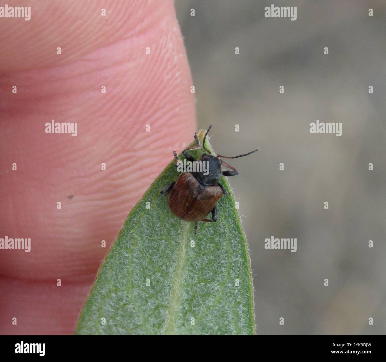 Western Grape Rootworm (Bromius obscurus Stock Photo - Alamy