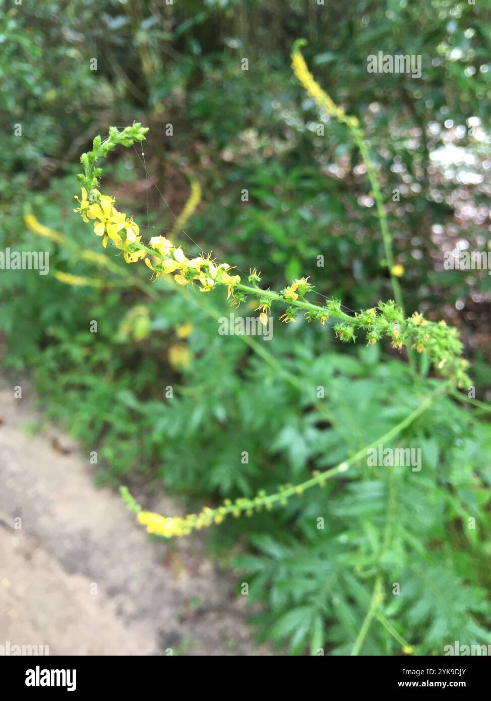 swamp agrimony (Agrimonia parviflora Stock Photo - Alamy