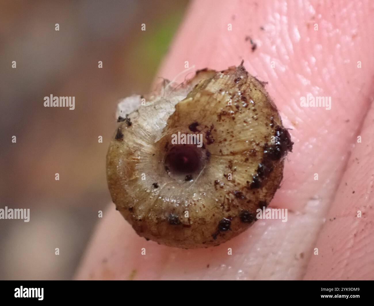 Common Land Snails and Slugs (Stylommatophora Stock Photo - Alamy