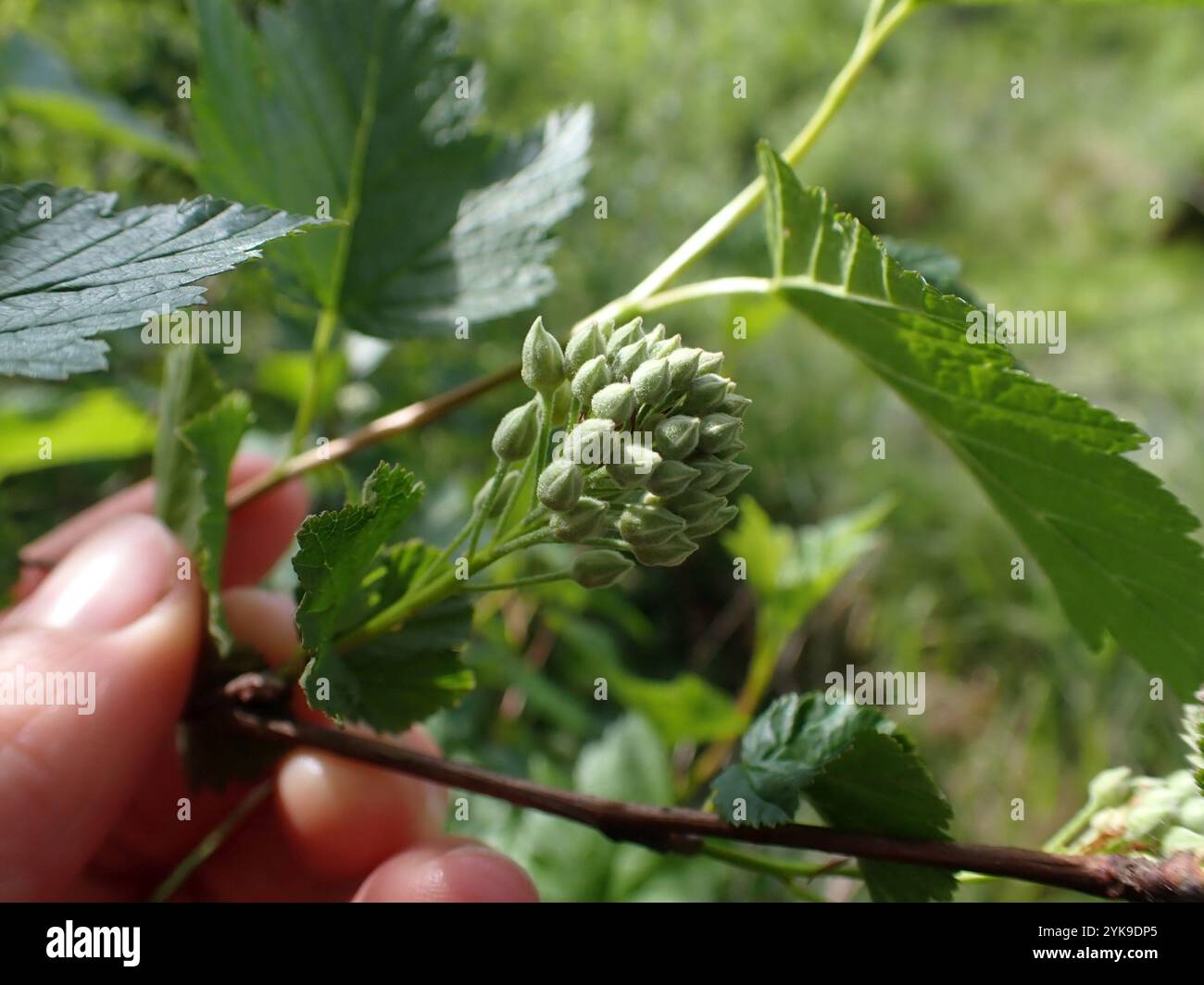 Pacific ninebark (Physocarpus capitatus Stock Photo - Alamy