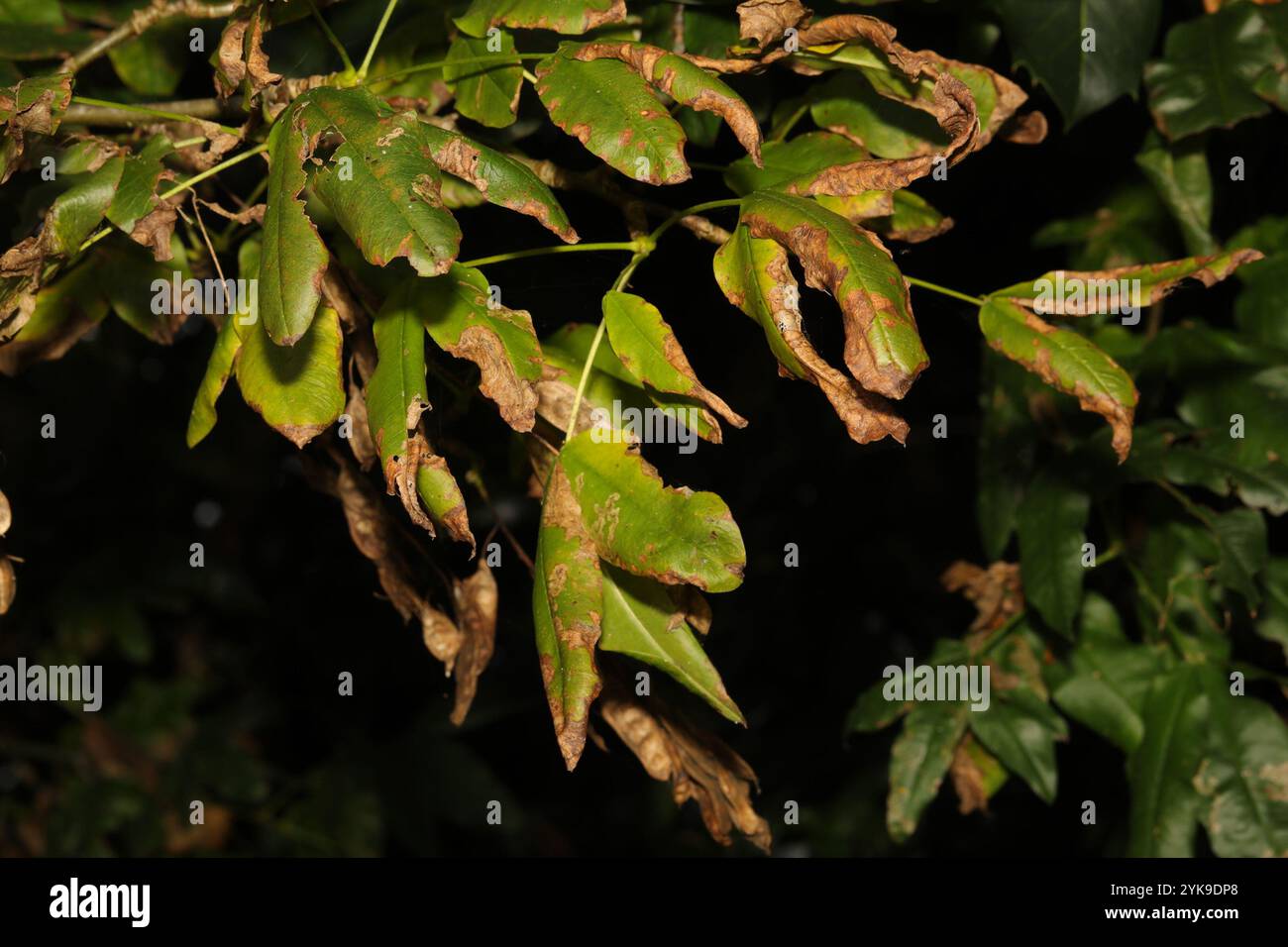 Common Laburnum (Laburnum anagyroides Stock Photo - Alamy