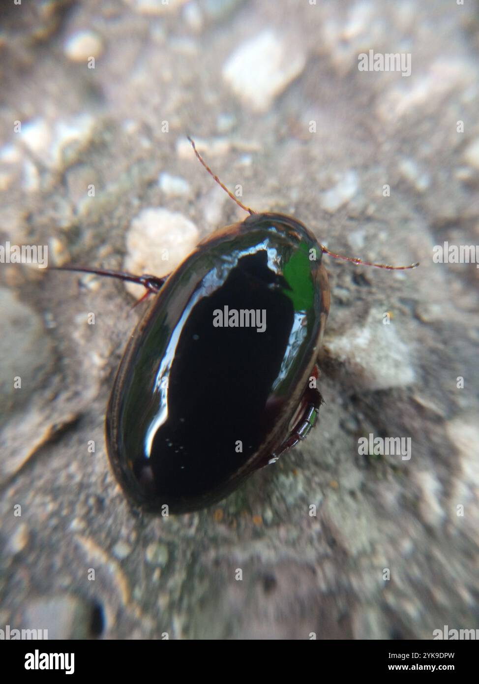 Hydaticus seminiger hi-res stock photography and images - Alamy