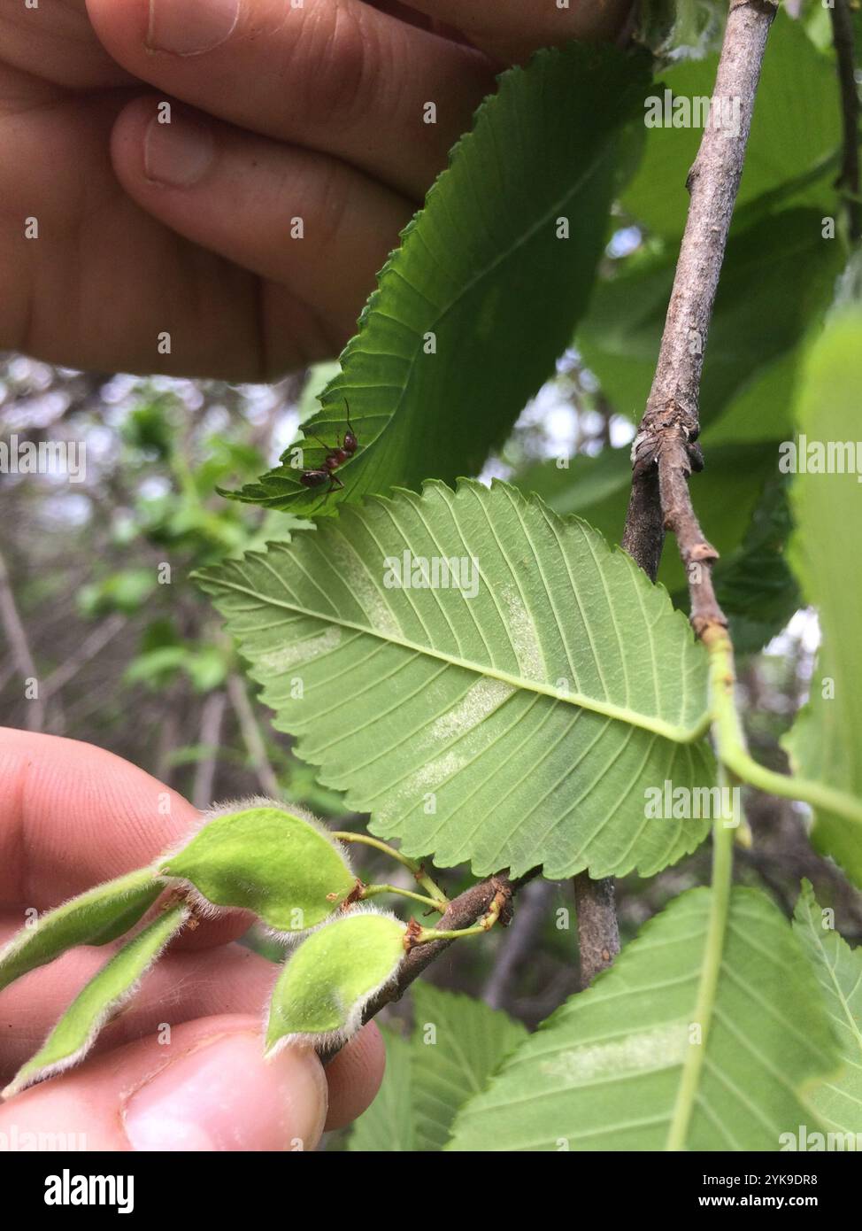 rock elm (Ulmus thomasii Stock Photo - Alamy