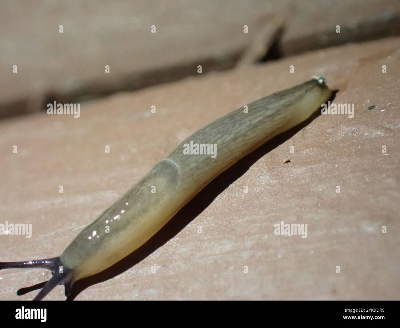Common Land Snails and Slugs (Stylommatophora Stock Photo - Alamy