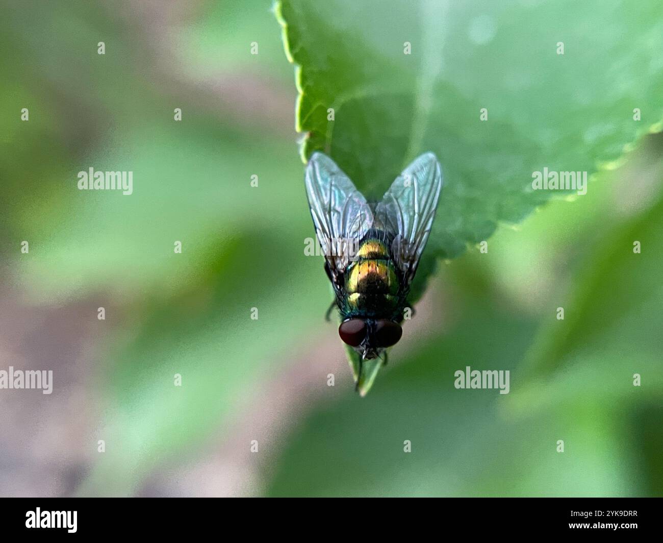 Blow Flies (Calliphoridae Stock Photo - Alamy