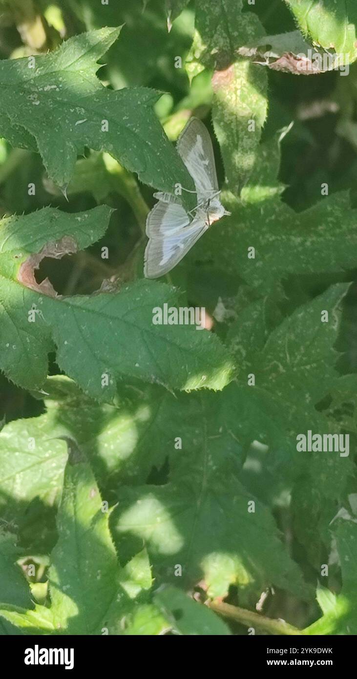 Box Tree Moth (Cydalima perspectalis Stock Photo - Alamy