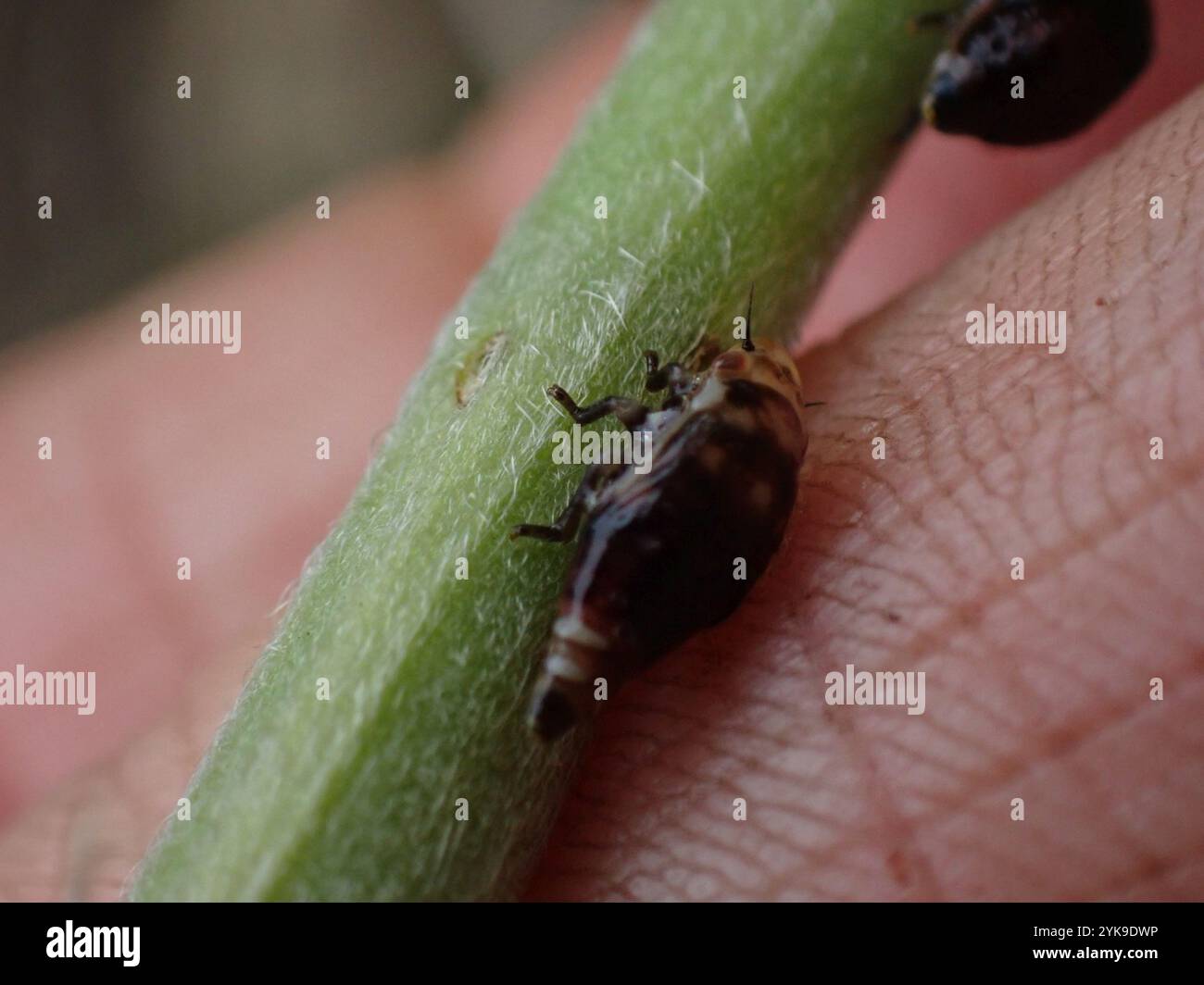 True Spittlebugs (Aphrophoridae Stock Photo - Alamy