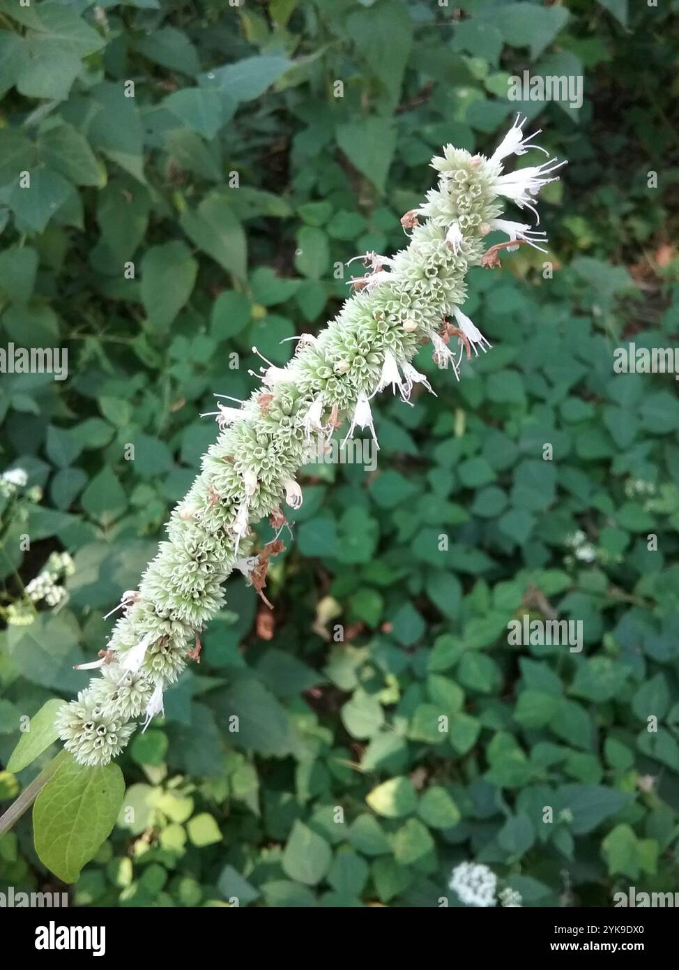 purple giant hyssop (Agastache scrophulariifolia Stock Photo - Alamy