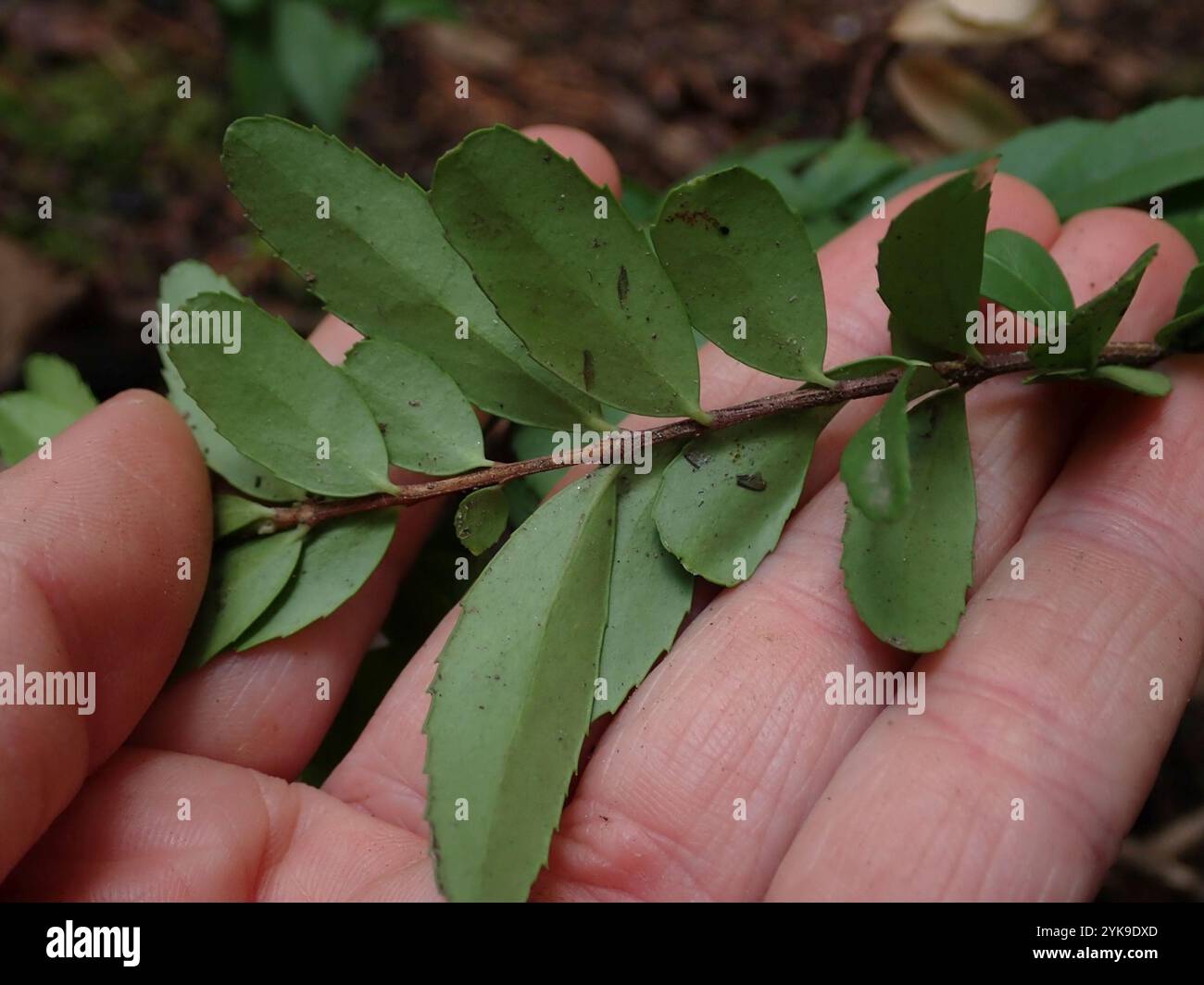 Oregon Boxwood (Paxistima myrsinites Stock Photo - Alamy