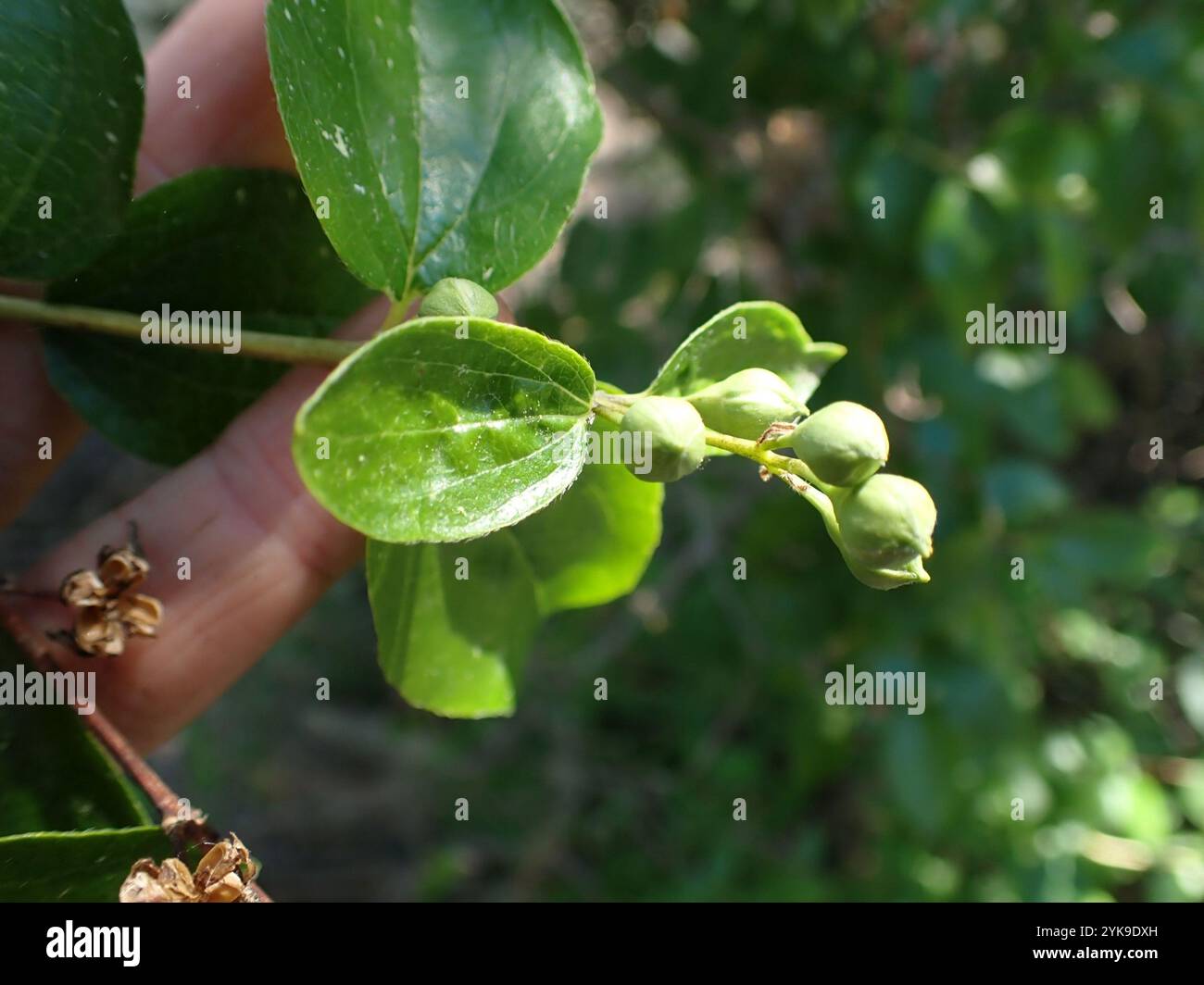 Lewis' mock orange (Philadelphus lewisii Stock Photo - Alamy