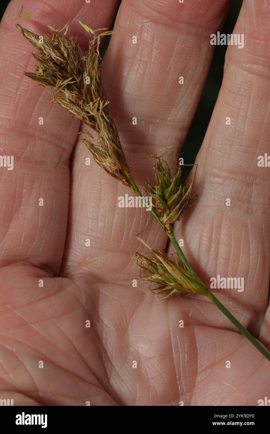 sand sedge (Carex arenaria Stock Photo - Alamy