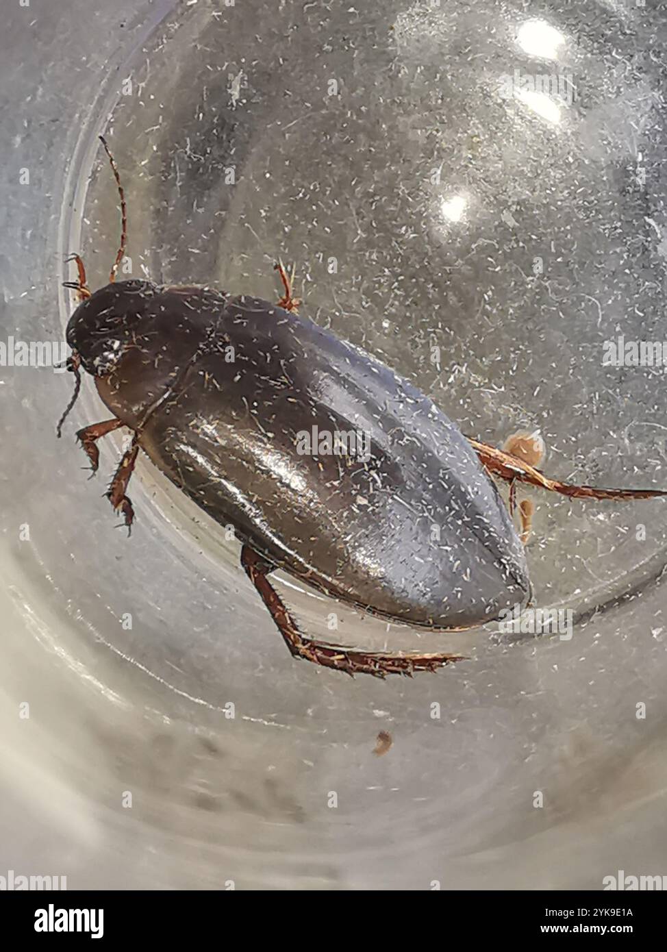 large-grooved diving beetle (Colymbetes fuscus Stock Photo - Alamy
