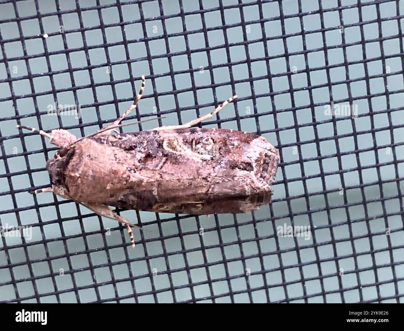 Fall armyworm moth hi-res stock photography and images - Alamy