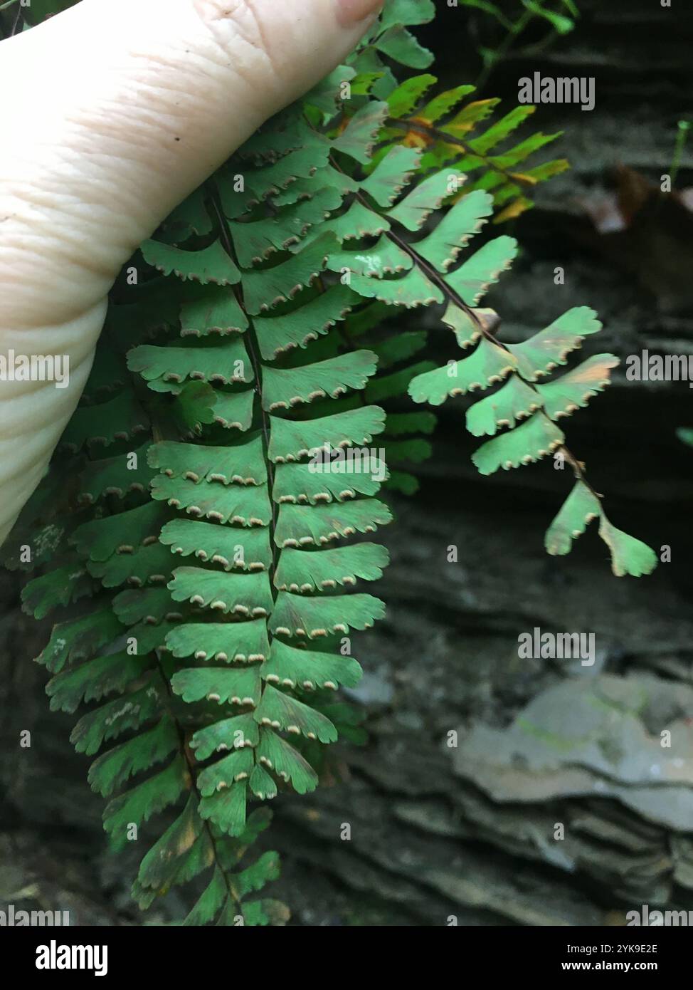 northern maidenhair fern (Adiantum pedatum Stock Photo - Alamy
