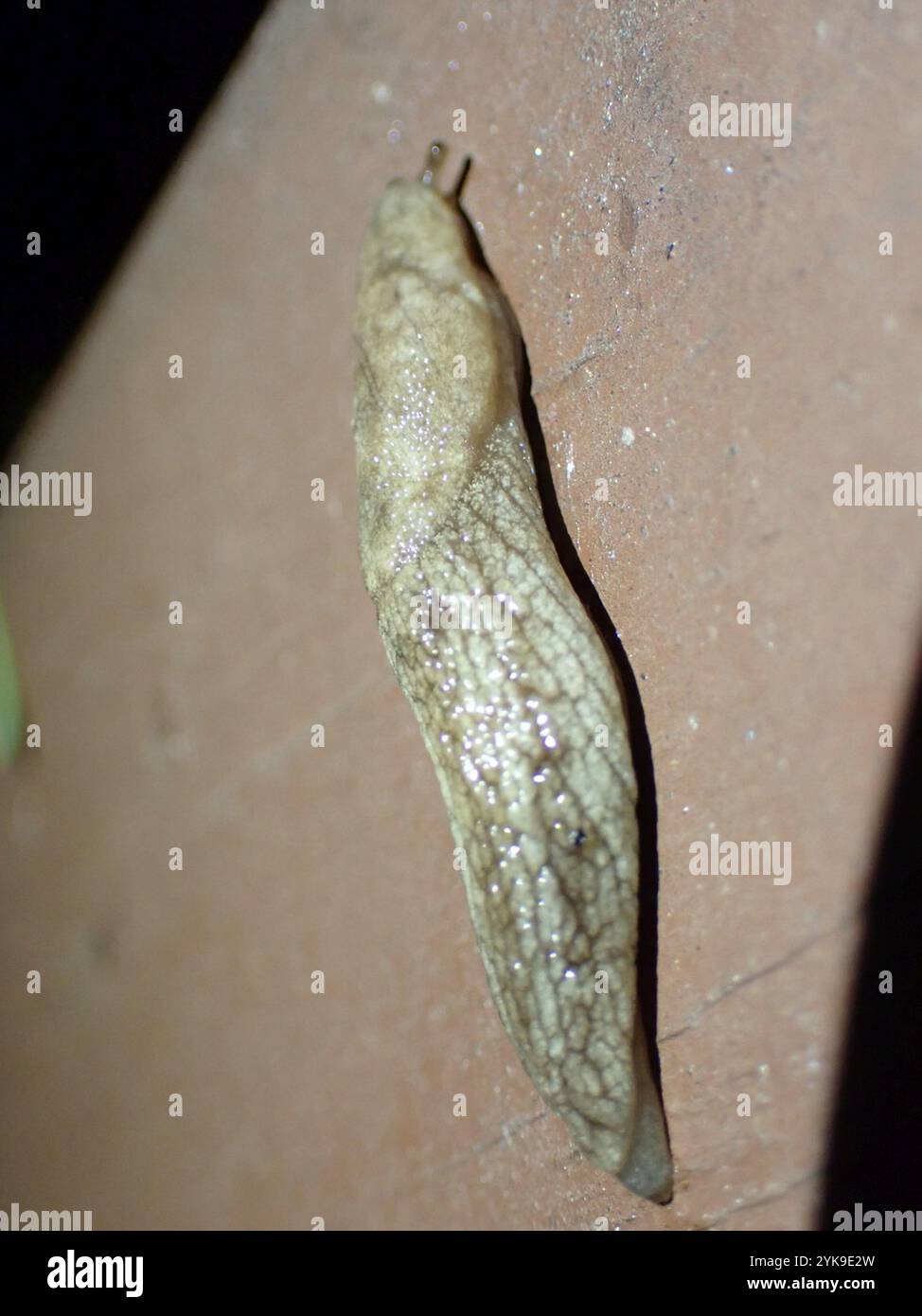 Common Land Snails and Slugs (Stylommatophora Stock Photo - Alamy