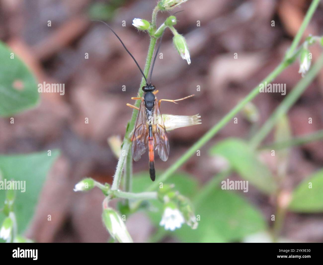 Ichneumonid Wasps (Ichneumonidae Stock Photo - Alamy