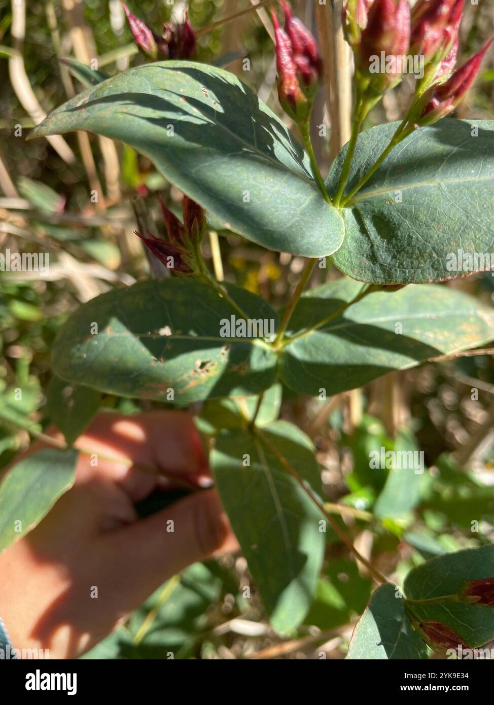 Hypericum virginicum hi-res stock photography and images - Alamy